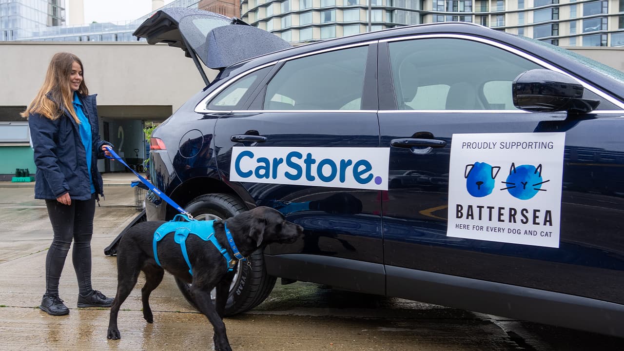 How to Get Your Dog Used to Your Car