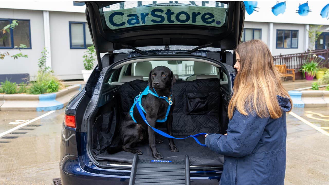 How to Get Your Dog Used to Your Car